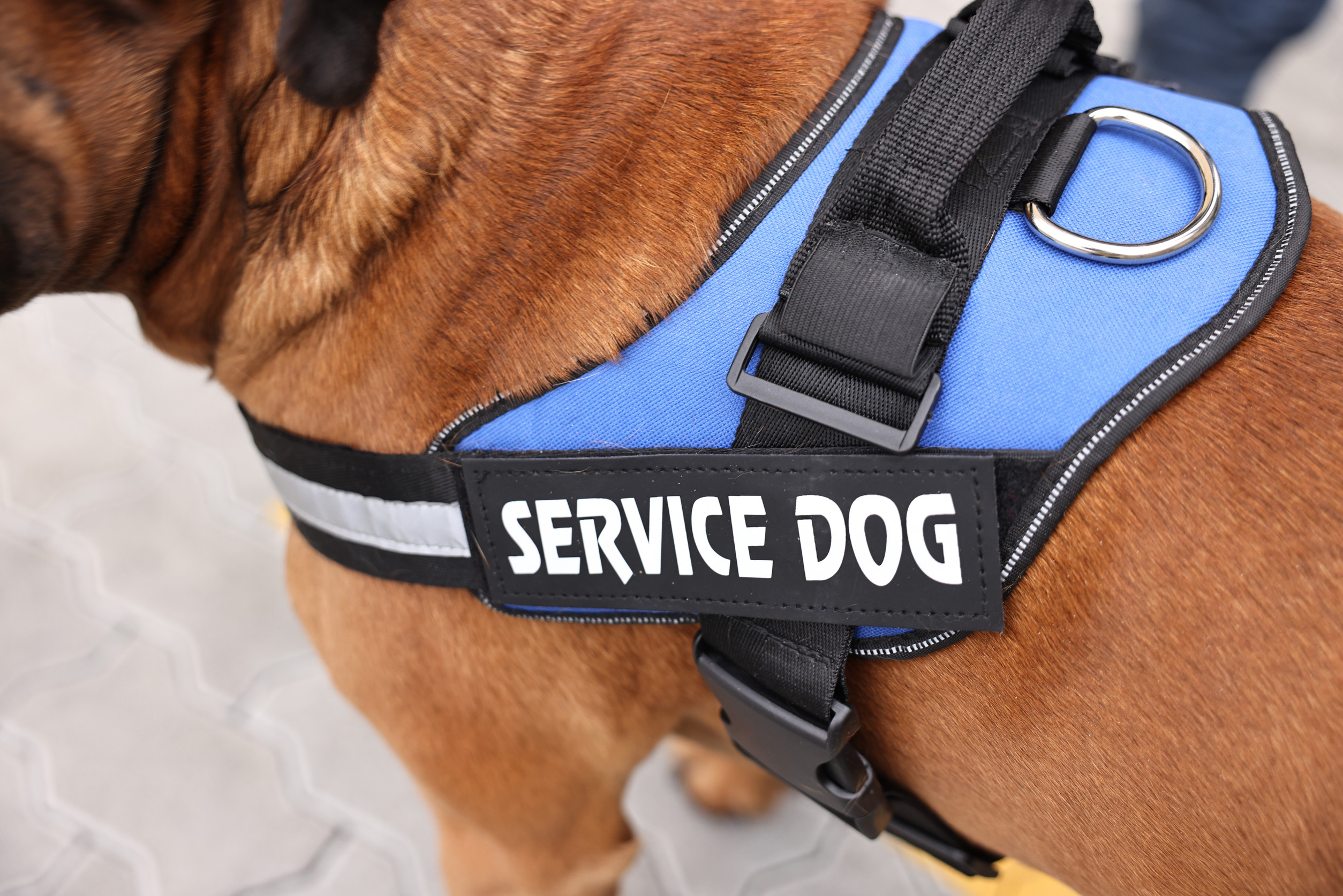 PTSD Service Dog Tasks - Emotional Support Animal