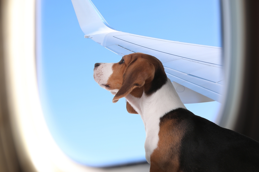 JetBlue Service Animal Policies: What to Know - Emotional Support Animal