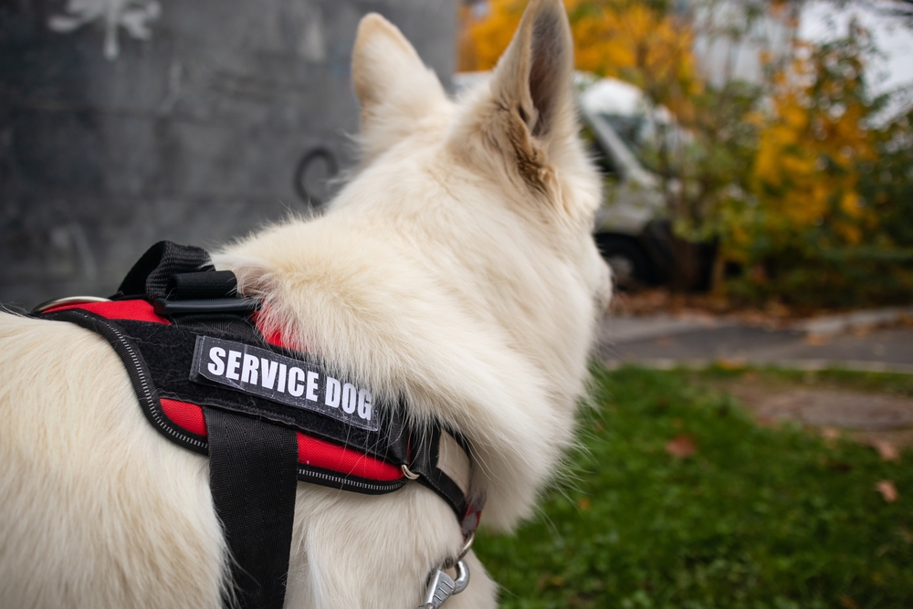 Service Dog Training: Your Complete Guide - Emotional Support Animal