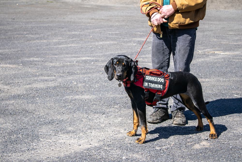 How Much Is a Service Dog? Our Experts Answers - Emotional Support Animal
