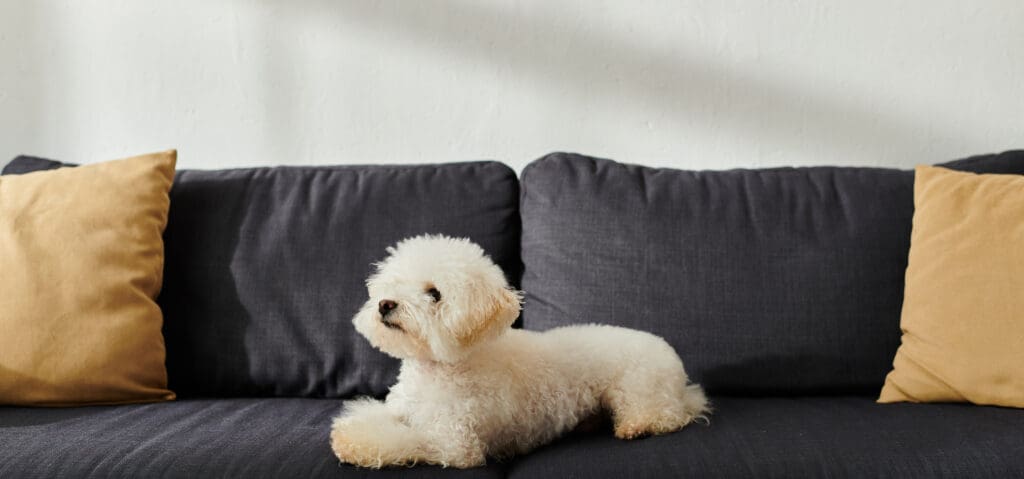 What Is a Comfort Dog? A Guide to Support Animals - Emotional Support ...