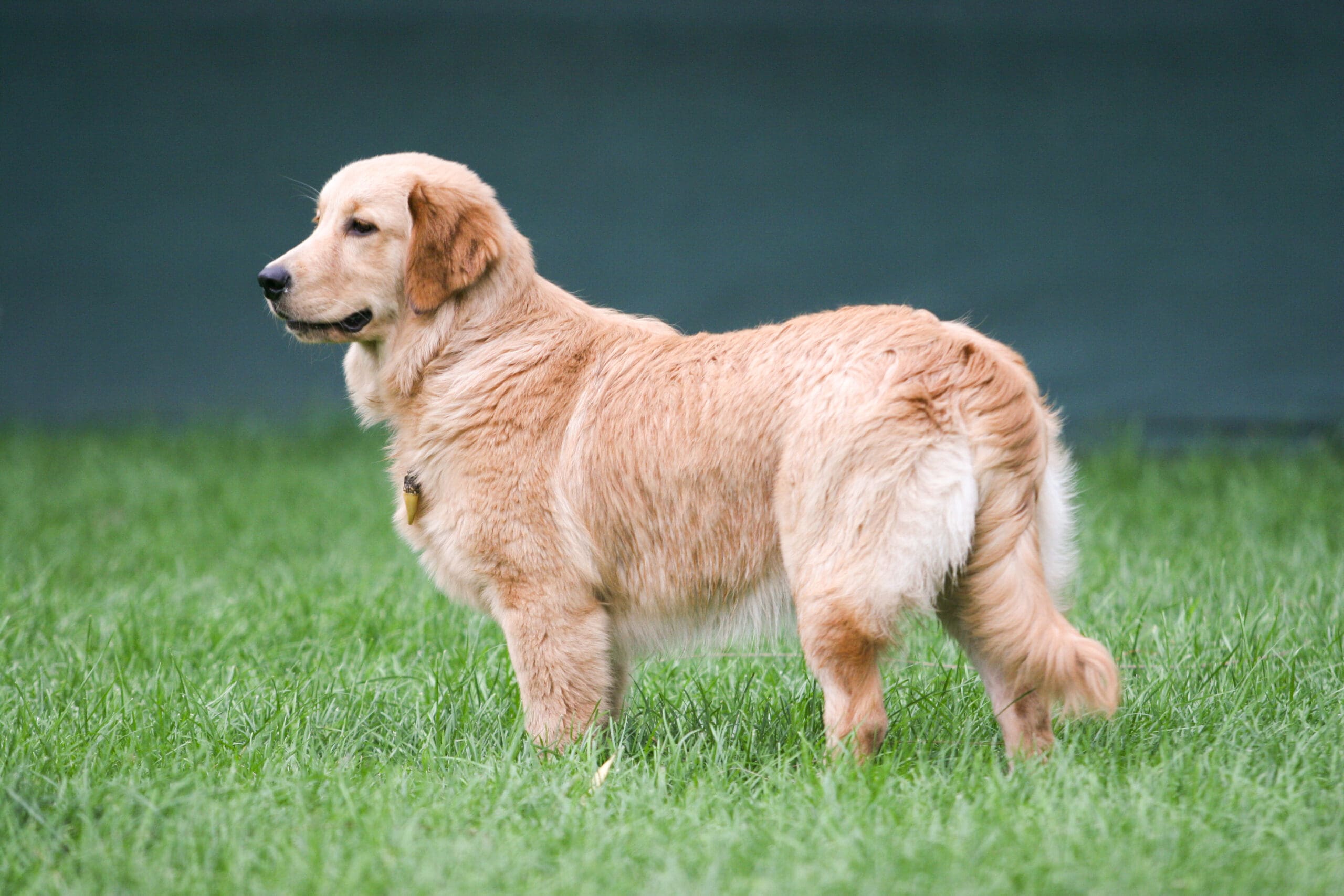 Golden Retriever Service Dog: What to Know - Emotional Support Animal
